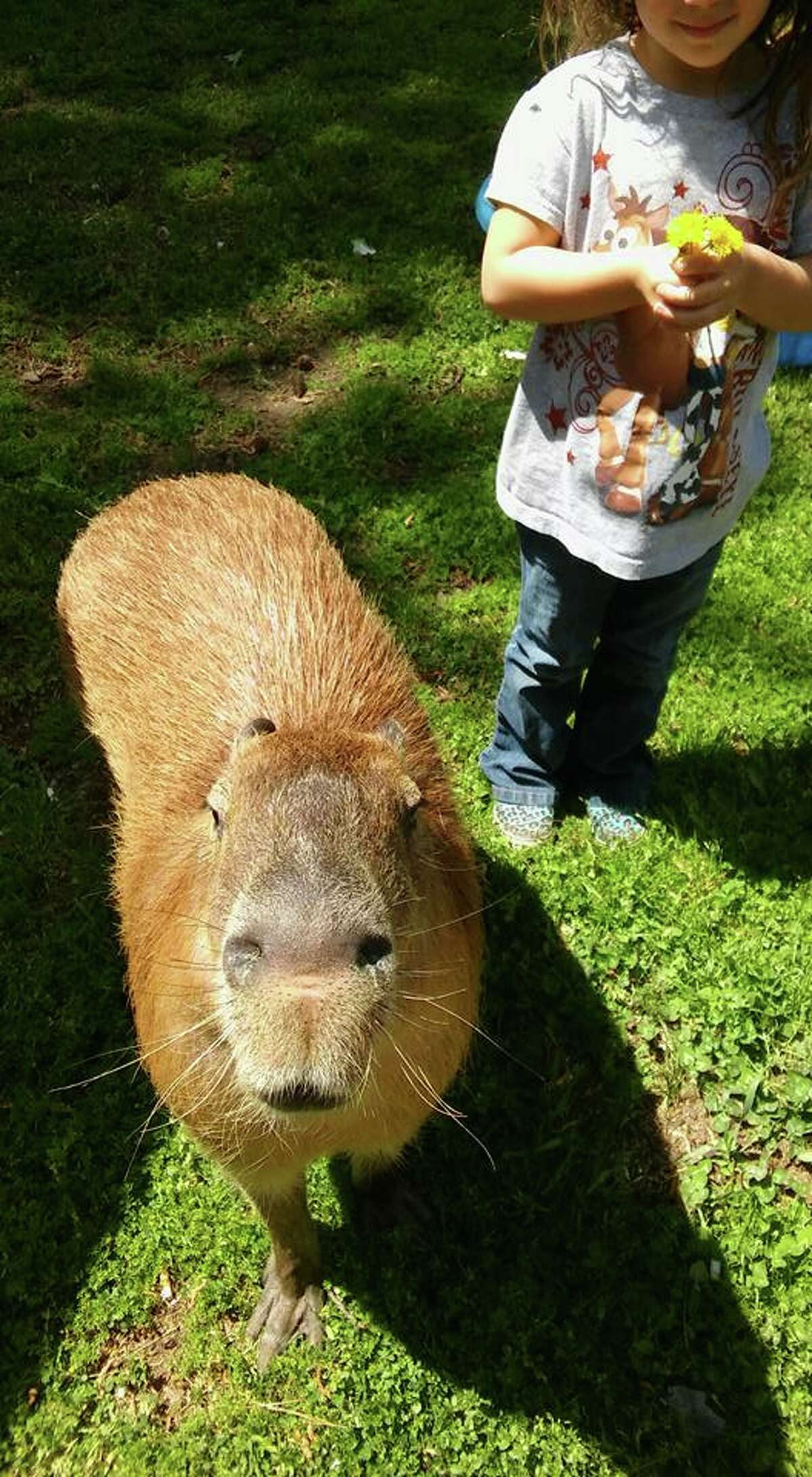 Photos: Texas family keeps world's largest rodent as indoor pet