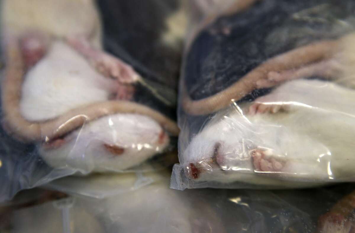 It takes a lot of work to hold a zoo animal’s interest at dinner