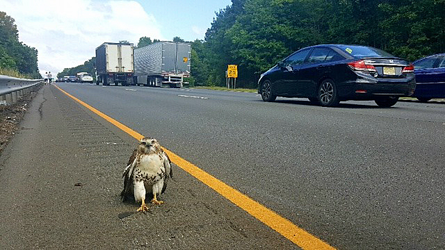 State police: Another bird ‘jaywalking’ on highway