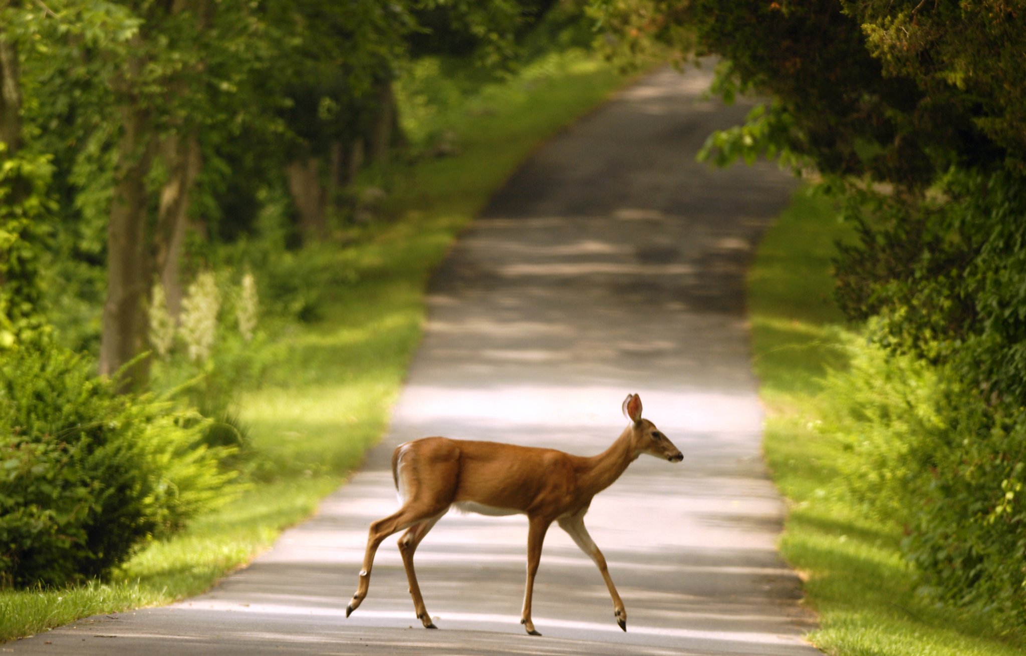 How likely are you to hit a deer in Connecticut?