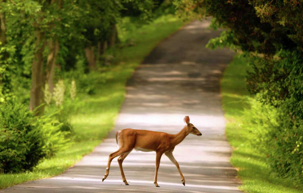 A better year for Connecticut deer hunters expected