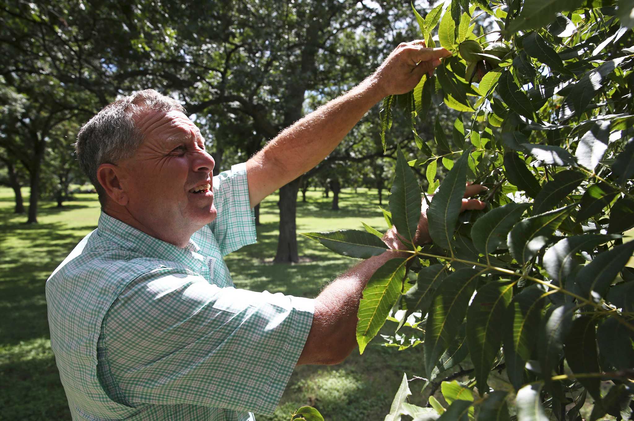 Heavy Texas rains making for pumped up pecan crop