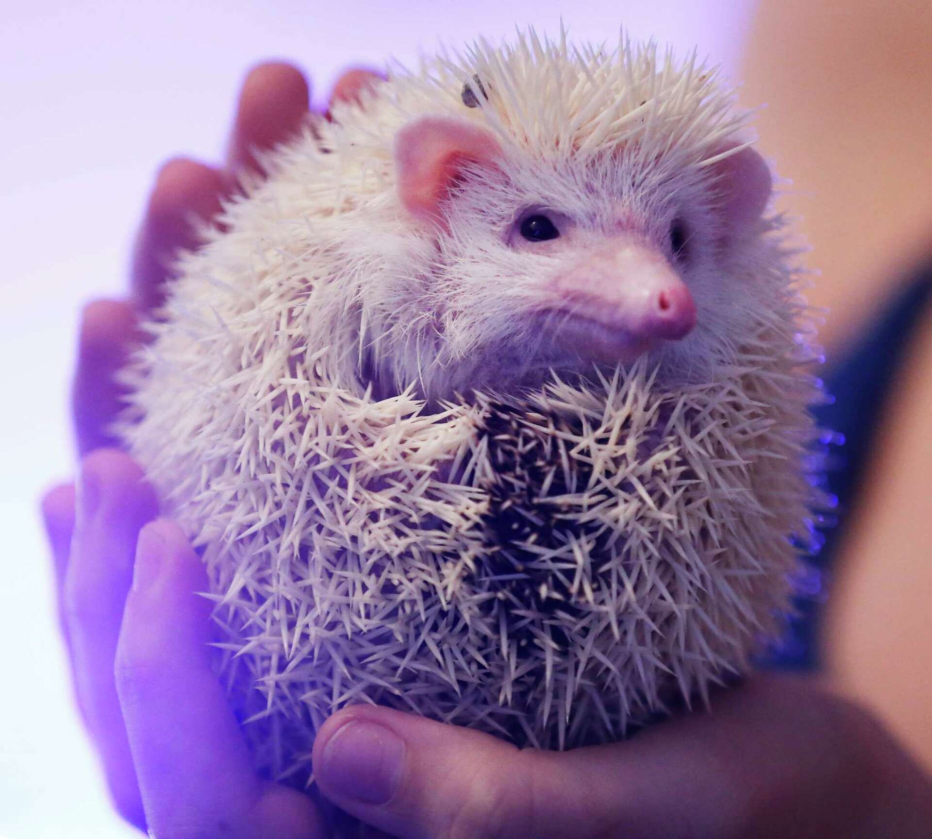 Adorable online animal care with Taylor Nicole Dean