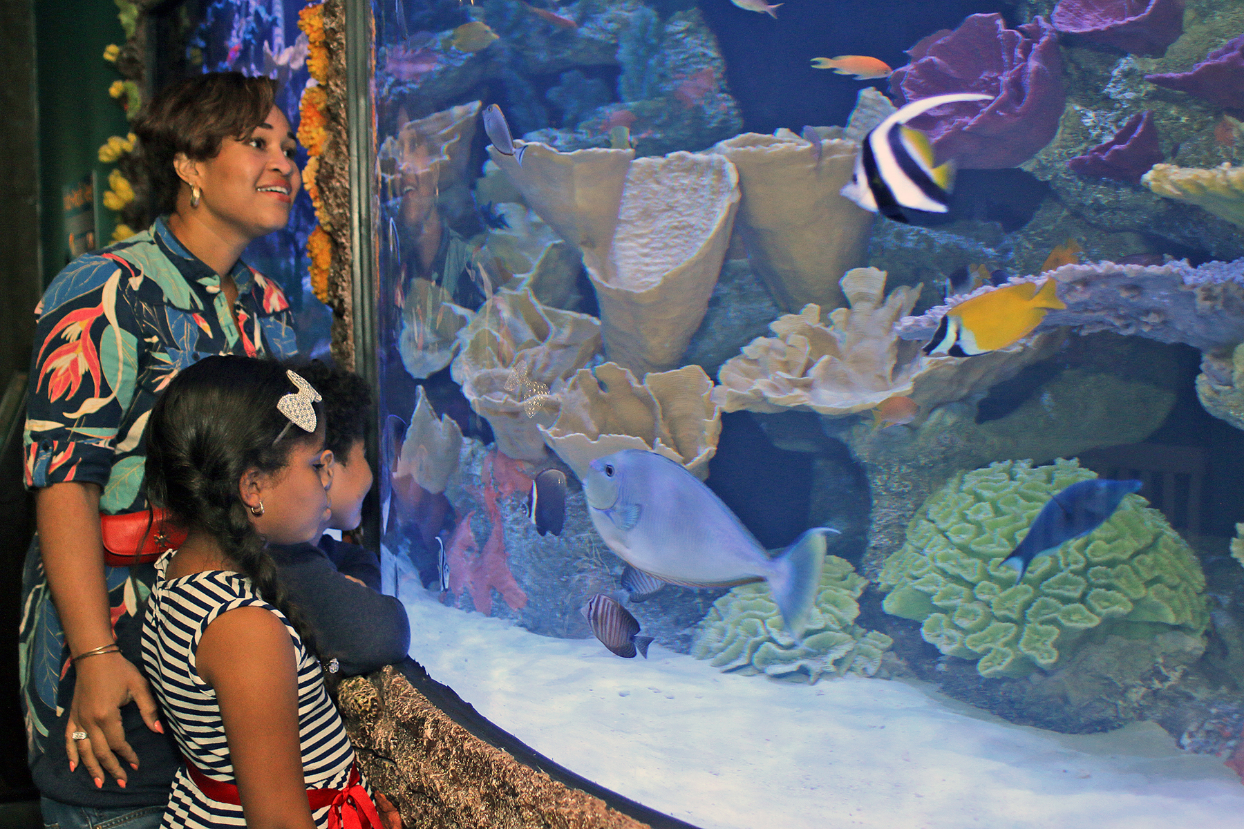 New 3,000-gallon coral reef exhibit at Maritime Aquarium at Norwalk
