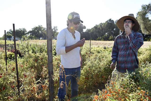 Follow the foragers: A chefs’ tour of Yolo County farms
