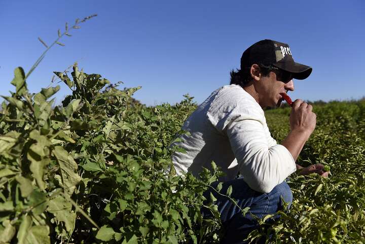 Follow the foragers: A chefs’ tour of Yolo County farms
