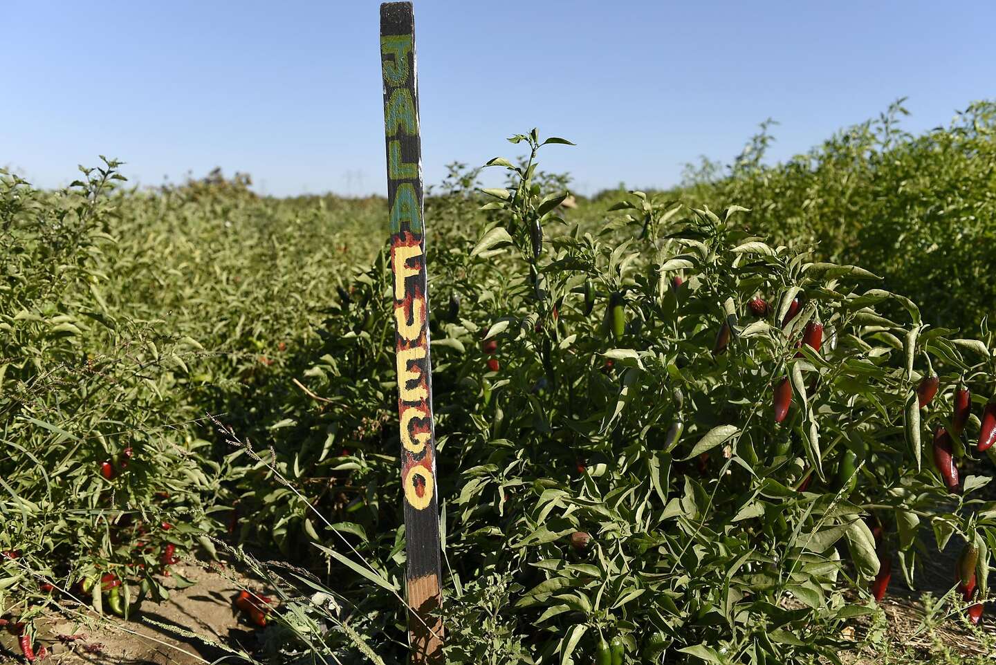 Follow the foragers: A chefs’ tour of Yolo County farms