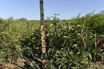 Follow the foragers: A chefs’ tour of Yolo County farms