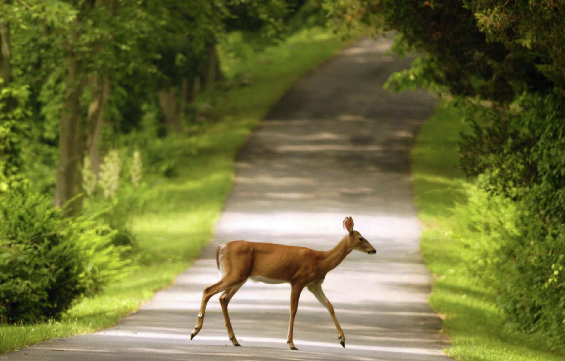 State DEEP puts out call for deer heads