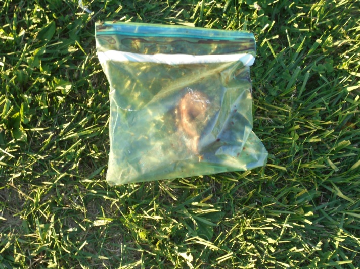 Human heart found in plastic bag in Ohio field
