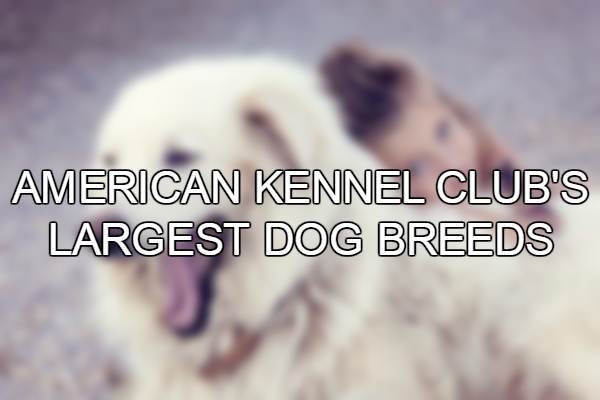 AKC: The 15 largest dog breeds