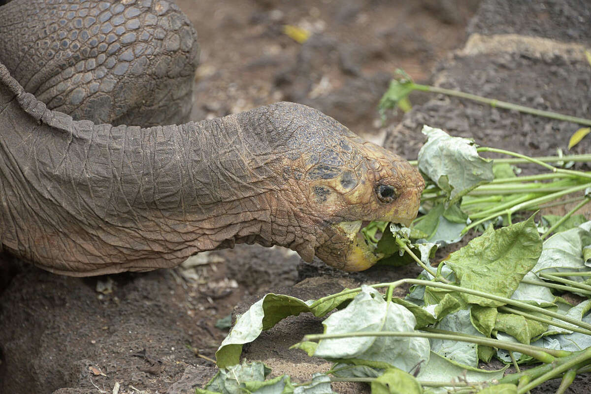 This hero tortoise saved his species from extinction by fathering 800 ...