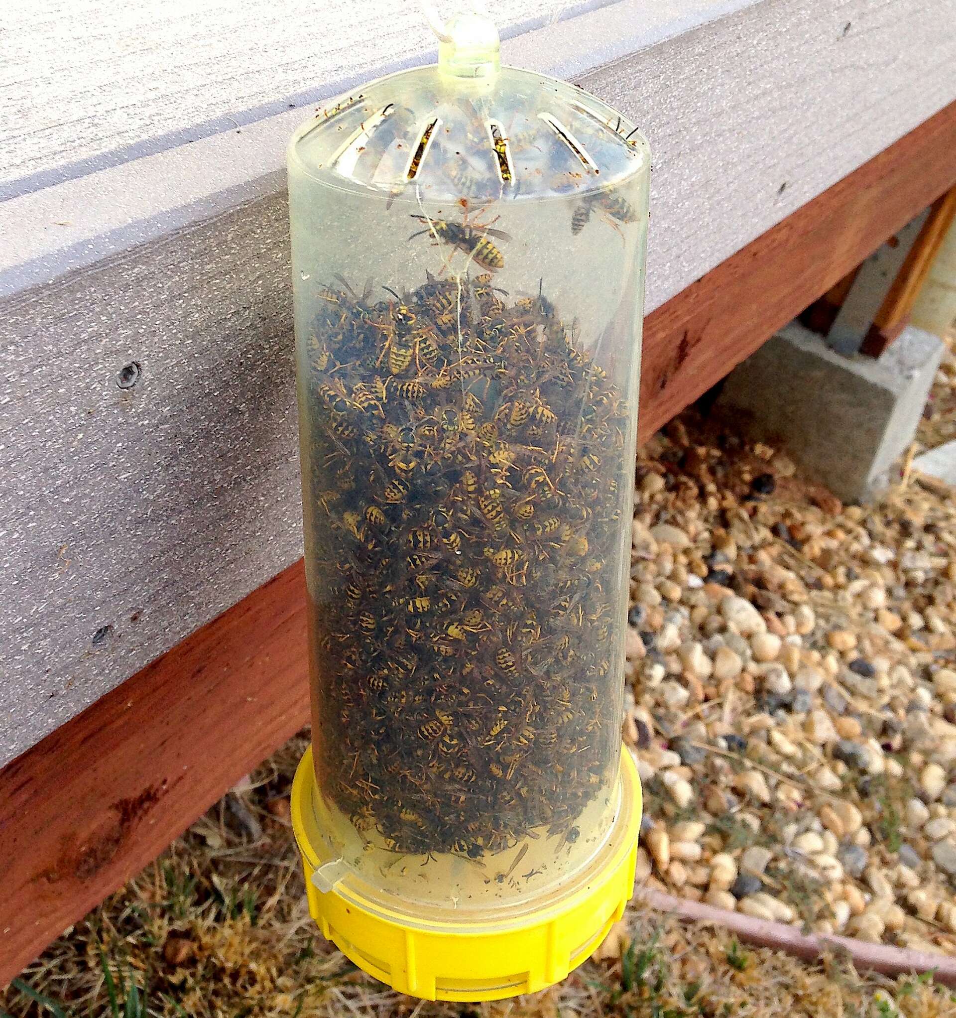 Yellow jackets swarming in huge numbers across California