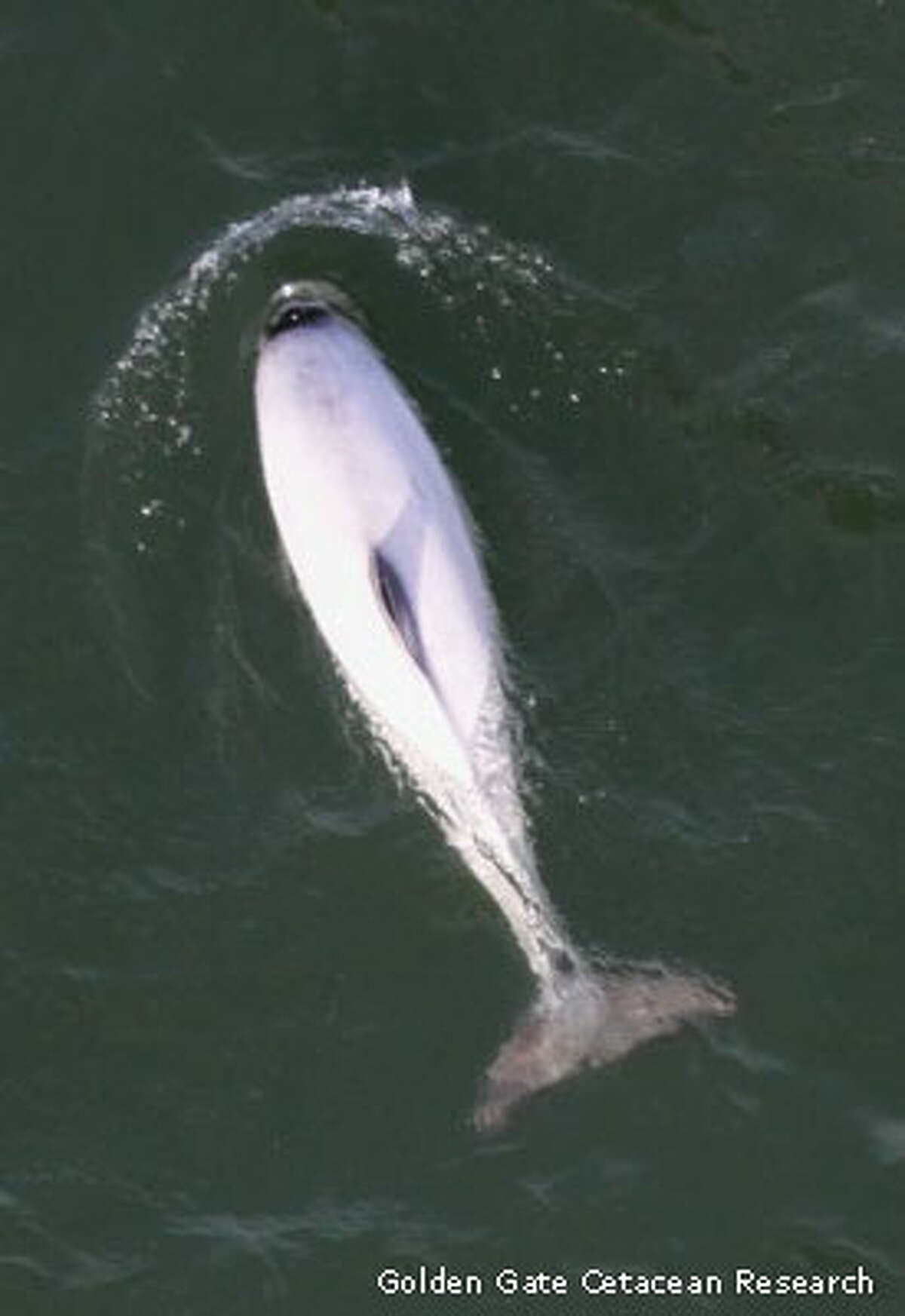 Scientists on a quest for the rare white porpoise Mini-Moby in SF waters