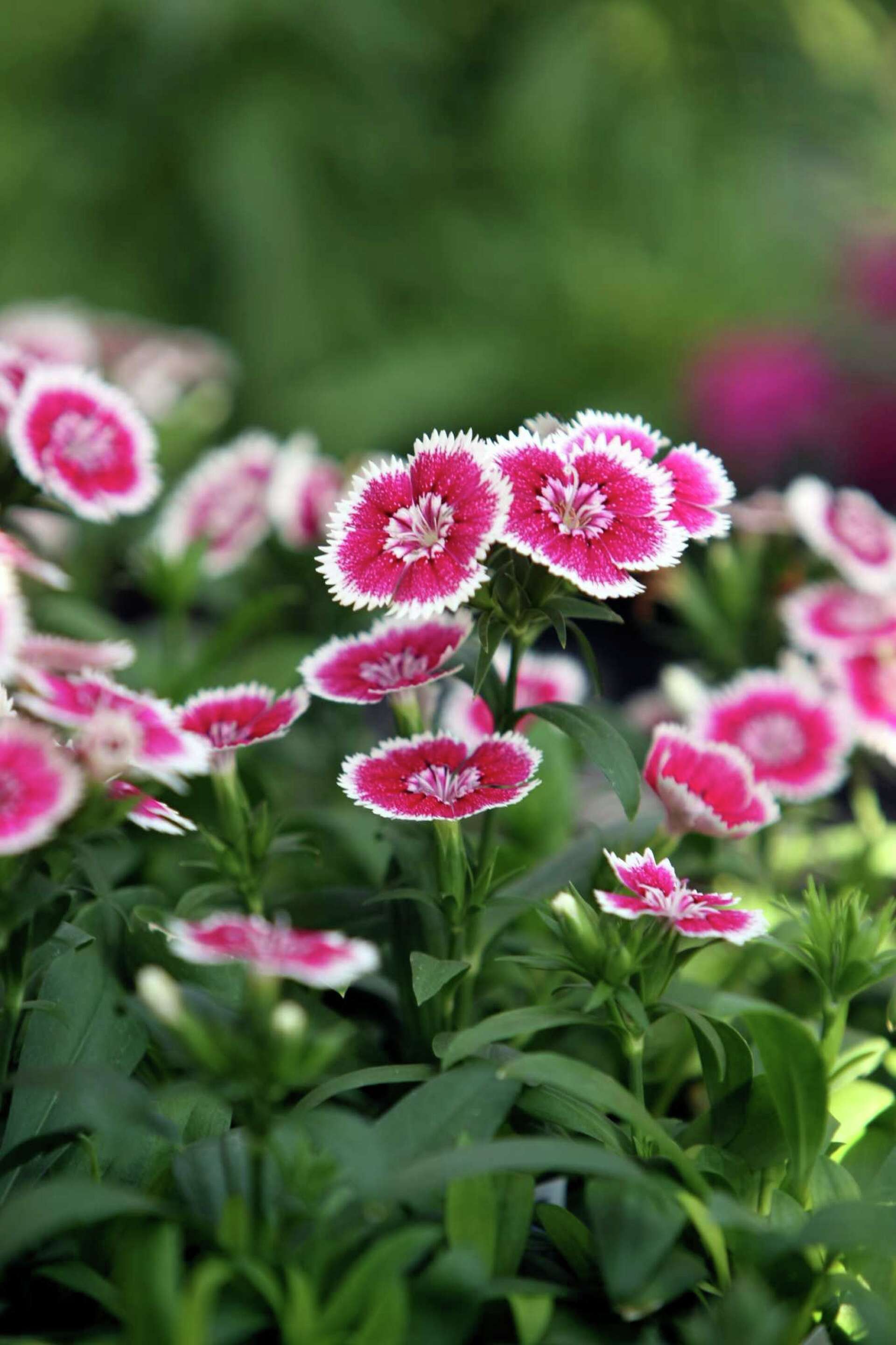 Still-thriving spring, summer blooms get one last hurrah before making ...