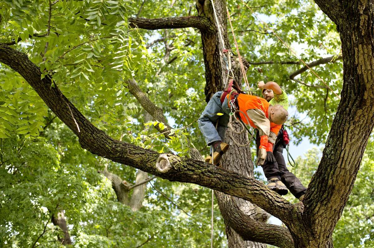 Michigan Tree Climbing Championship at Revere Park