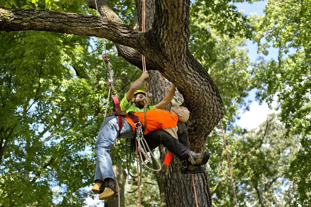 Michigan Tree Climbing Championship at Revere Park