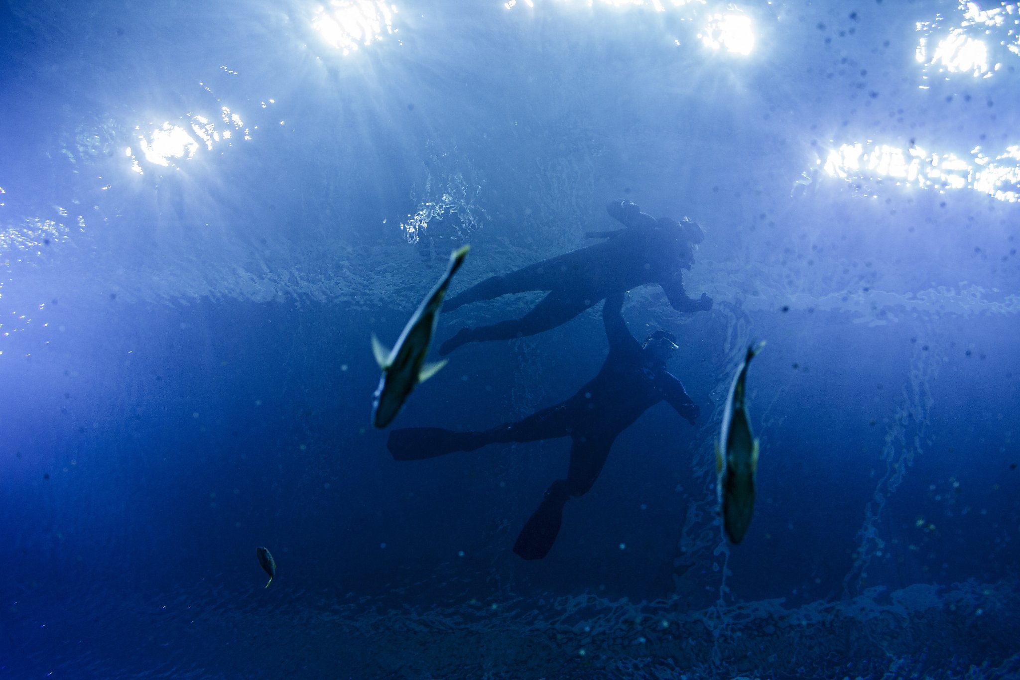 Scuba, parrots, yoga: Veterans embrace alternative therapies for PTSD