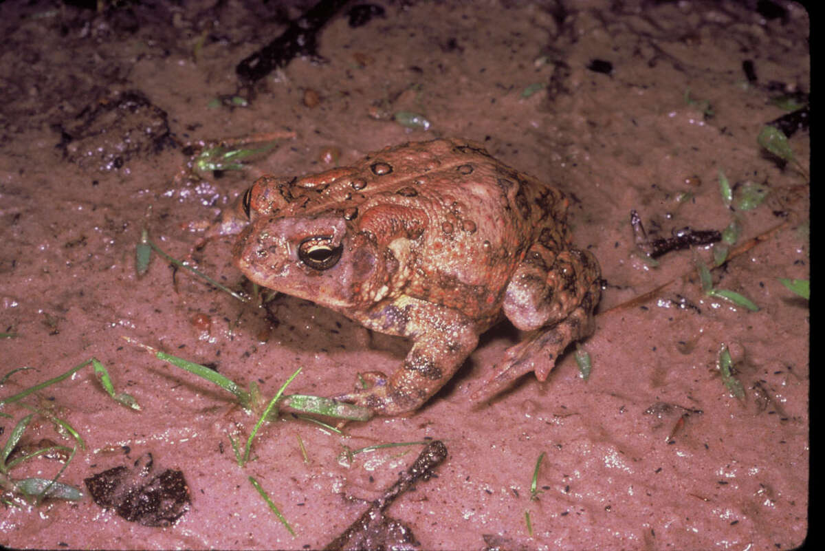 Critically endangered 'Houston Toad' is about to croak… for good