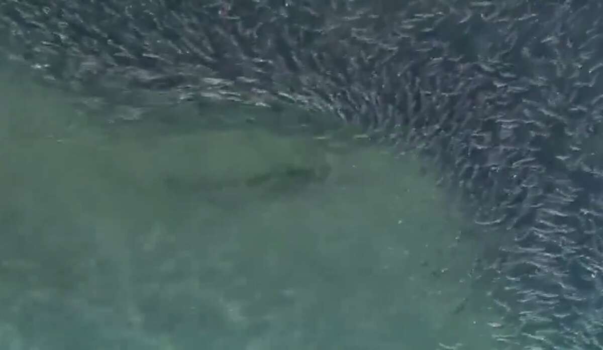 Video of sharks terrorizing school of fish shows nature can be brutal