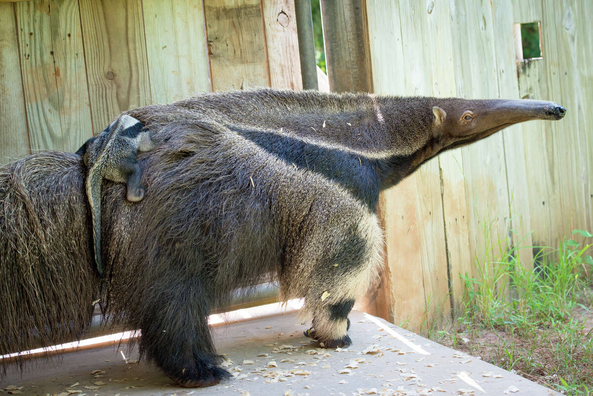Houston Zoo shows off newborn anteater pup