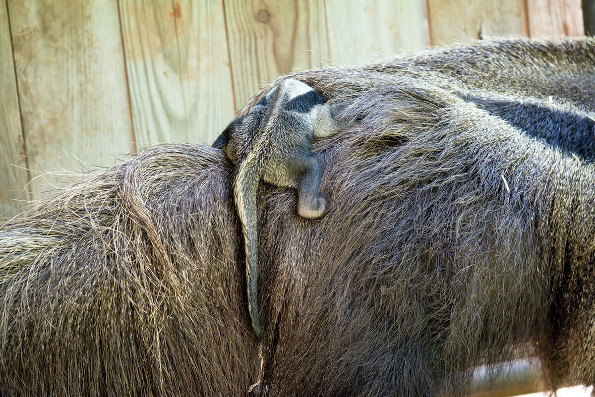 Houston Zoo shows off newborn anteater pup