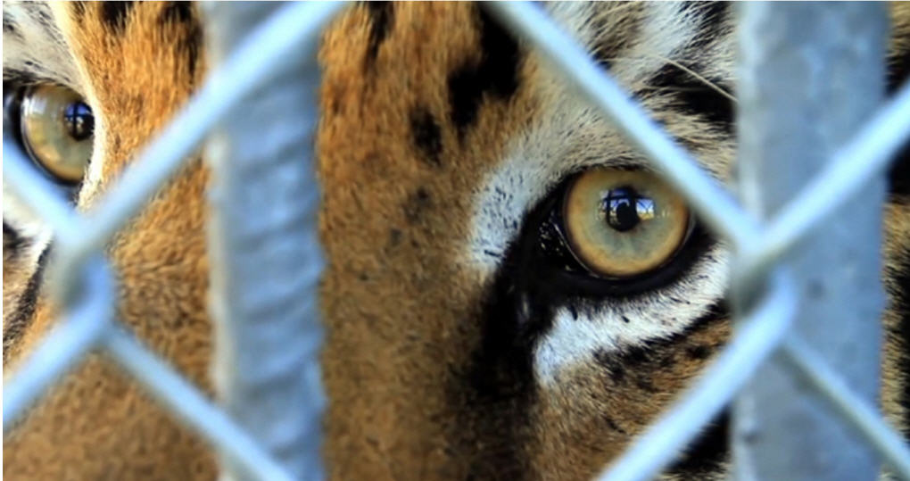 Explained: Texas laws for tiger owners