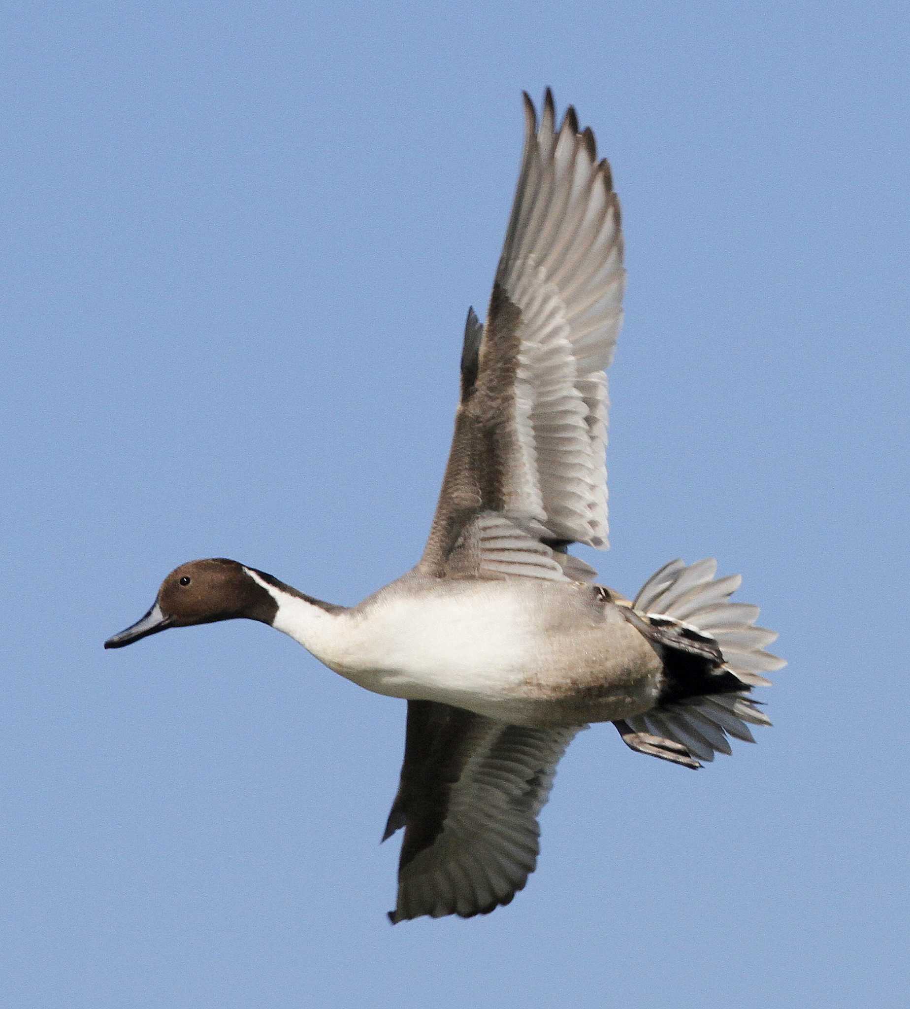 Fall hunting prospects