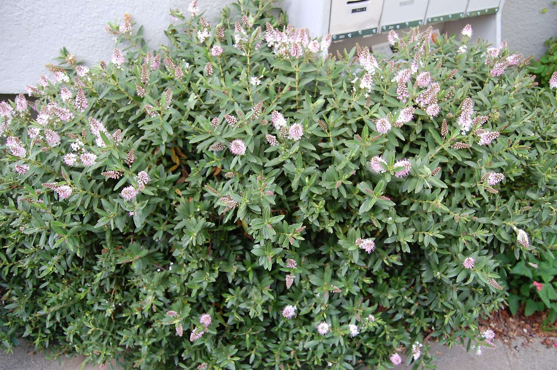 Hebe speciosa: Small evergreen shrub that bees love Hebe speciosa: Small evergreen shrub that bees love