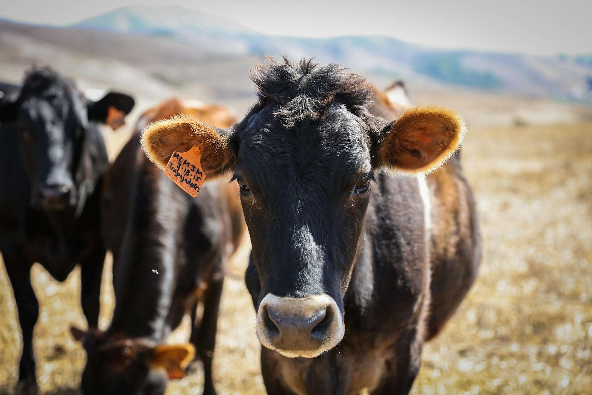 This Bay Area cheese was named the best in California