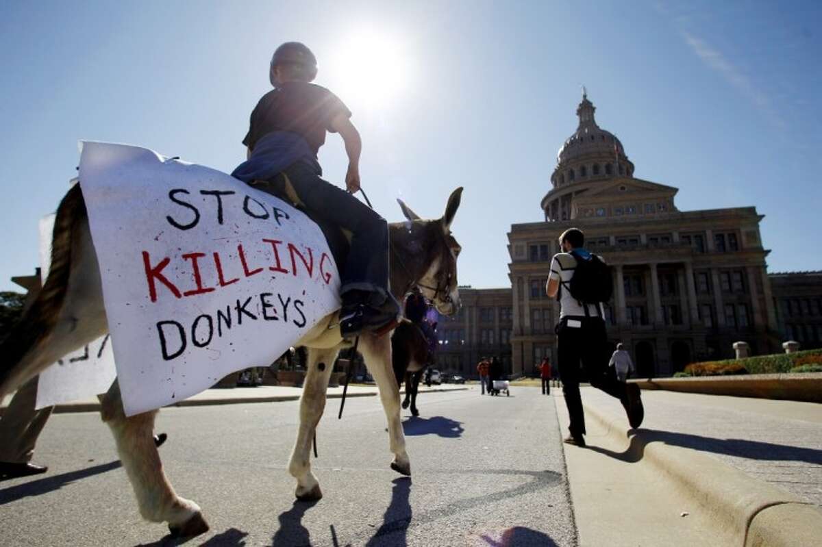Protesters ride burros to deliver petition