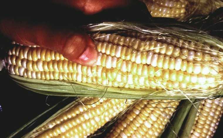 How sweet it is: there are thousands of sweet corn varieties