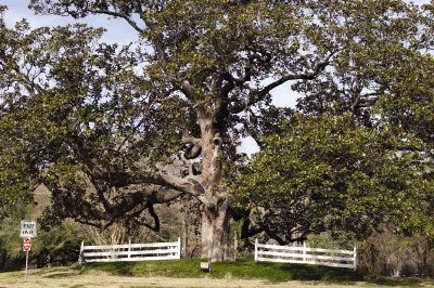 Historic McDade magnolia tree a local landmark