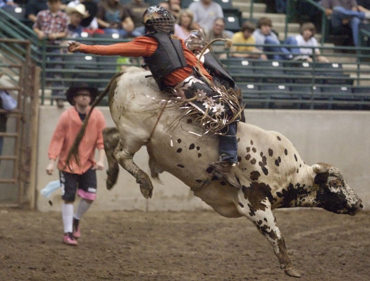 Mad scramble at county rodeo