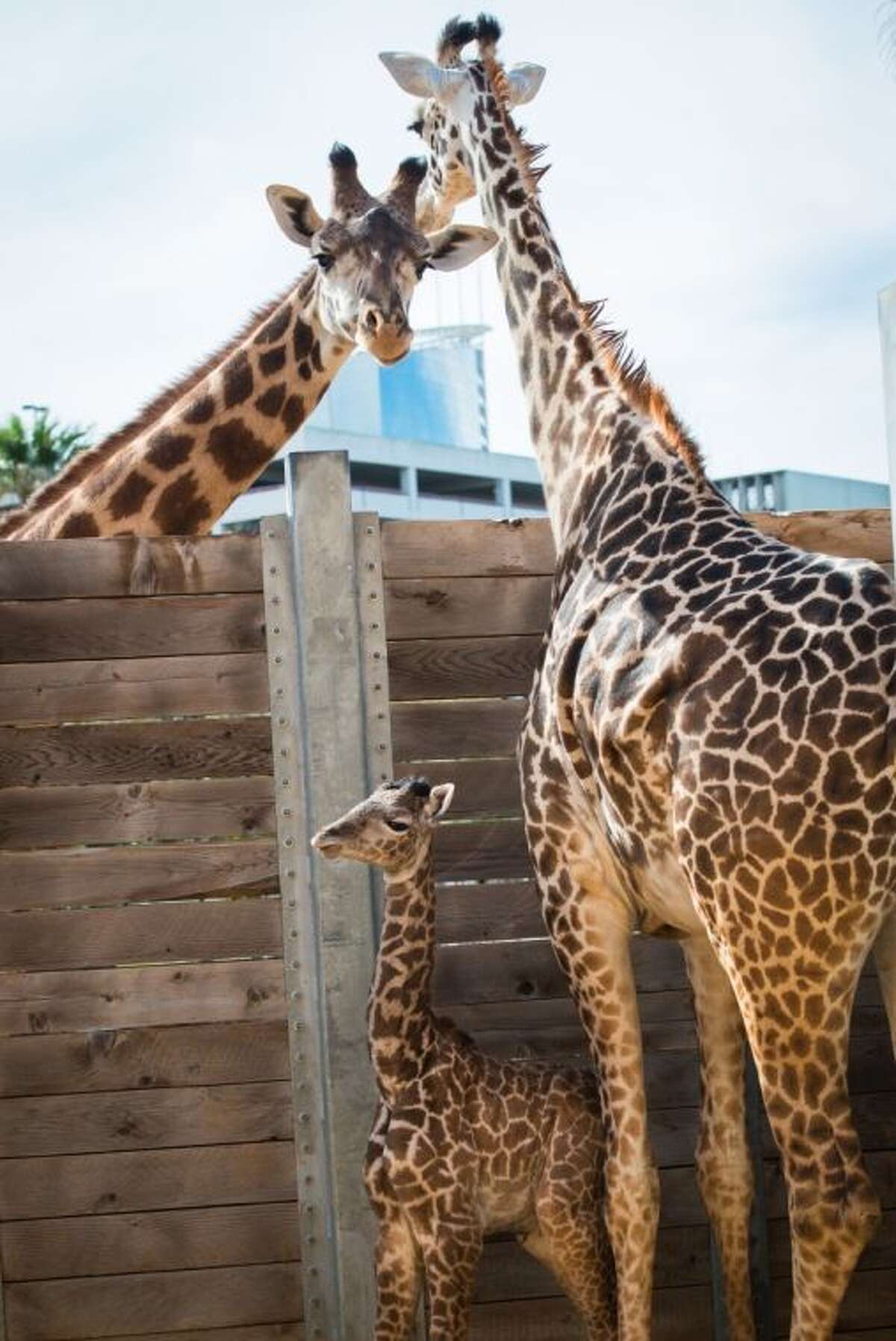 Houston Zoo Masai giraffe calf loses battle against bone infection