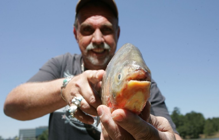 Spring man, fishing Lake Woodlands, may have caught South American pacu