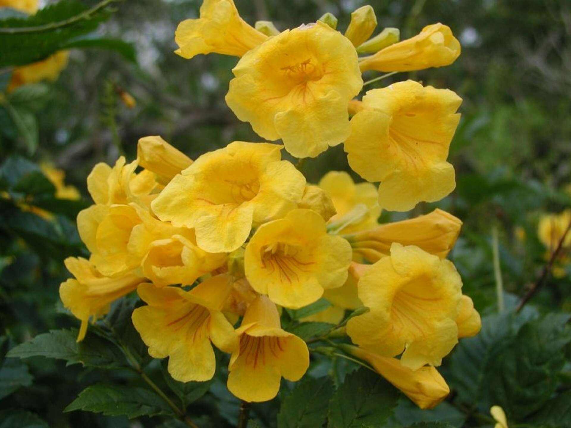 Esperanza considered a Texas Super Star