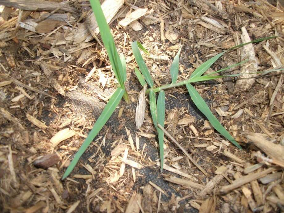 Waging a battle against feisty torpedo grass weed - The Courier