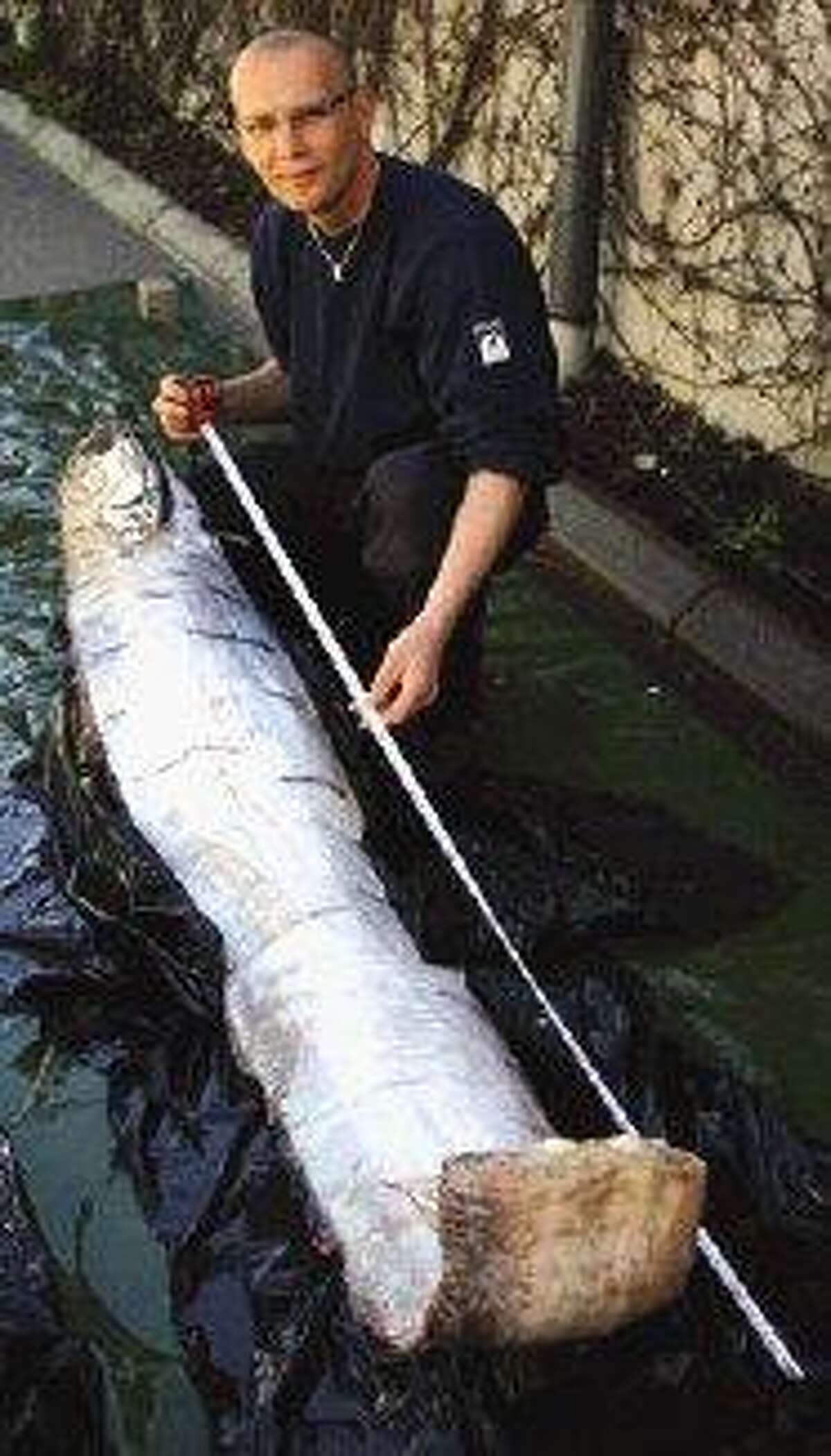 Rare ’King of Herrings’ found