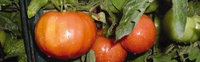 The great Topsy-Turvy tomato experiment