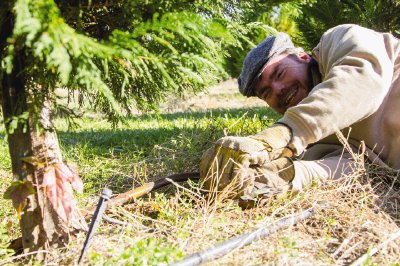 Christmas tree farms a holiday tradition
