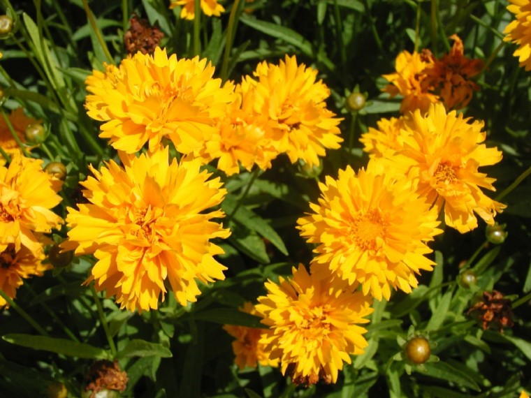 Coreopsis works for summer fun in the sun