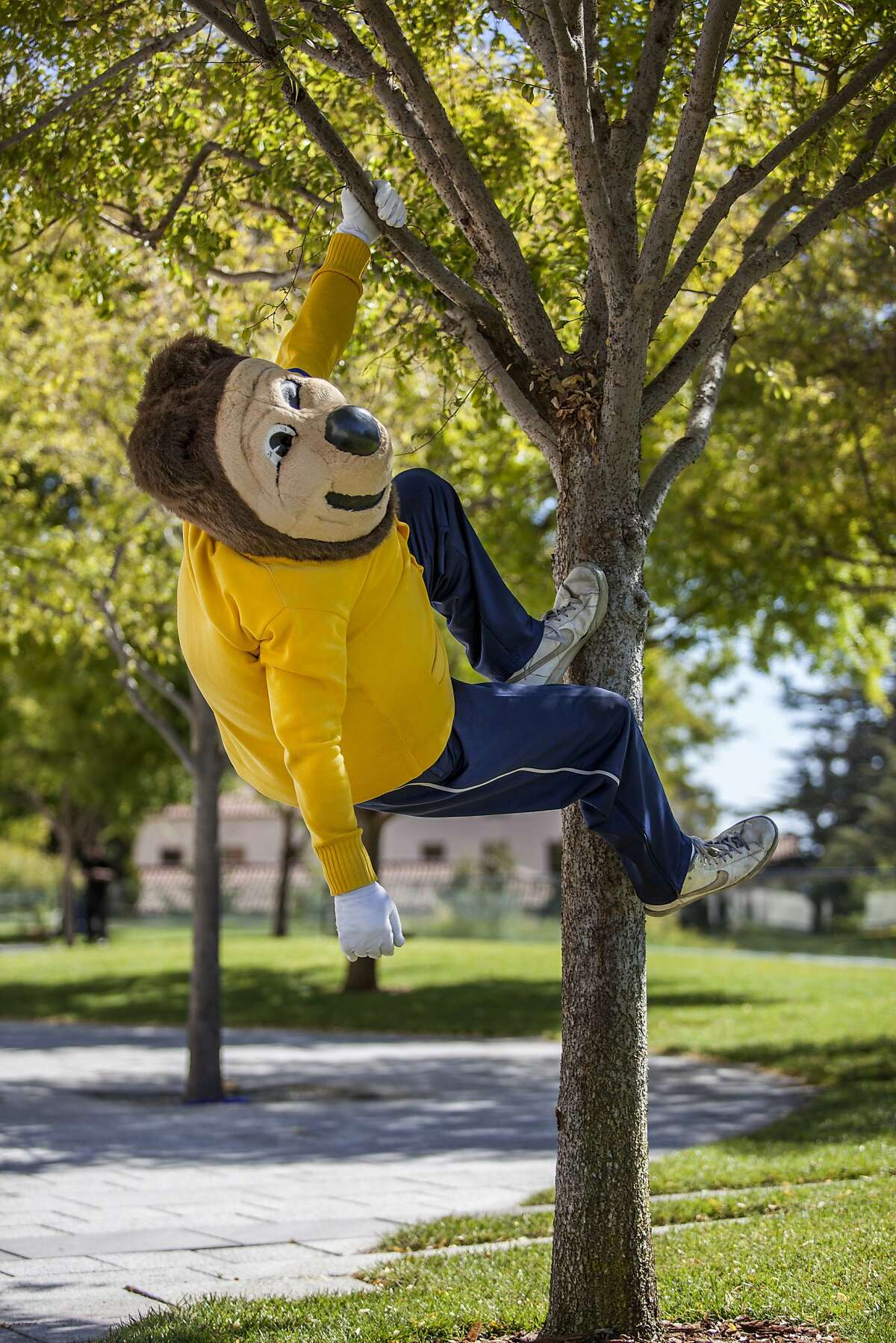 At 75, Cal’s mascot no longer climbs the goalposts