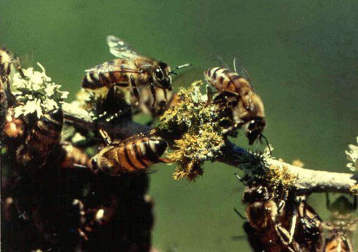 'Killer bees' not unknown in Midland