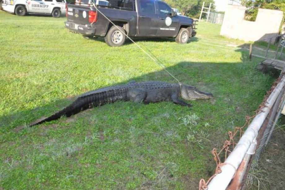 Huge 12-foot alligator lassoed by deputies after being found on road ...