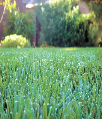 Your most beautiful yard comes from tailored treatments by Richards ...