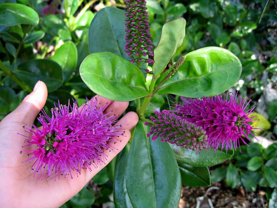 Hebe speciosa: Small evergreen shrub that bees love - San Francisco ...