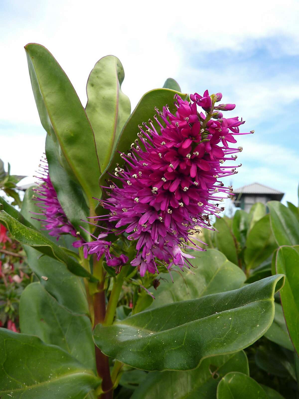 Hebe speciosa: Small evergreen shrub that bees love