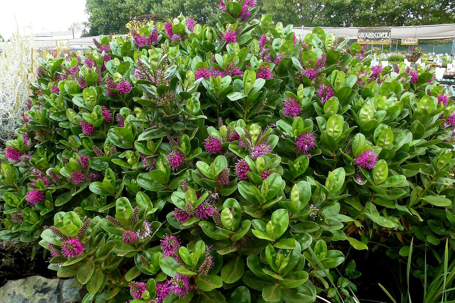 Hebe speciosa: Small evergreen shrub that bees love