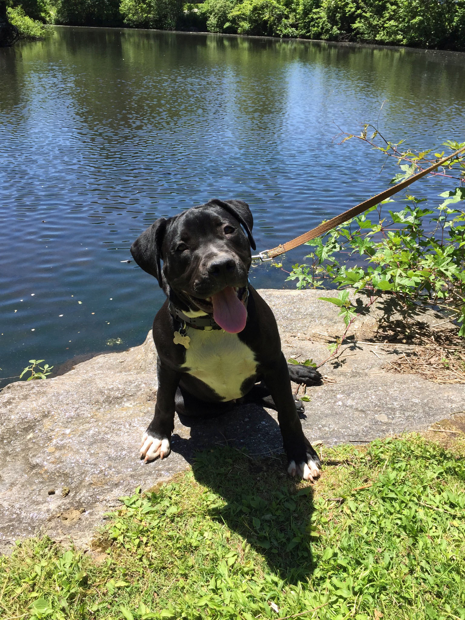 Pet of the week: Negan